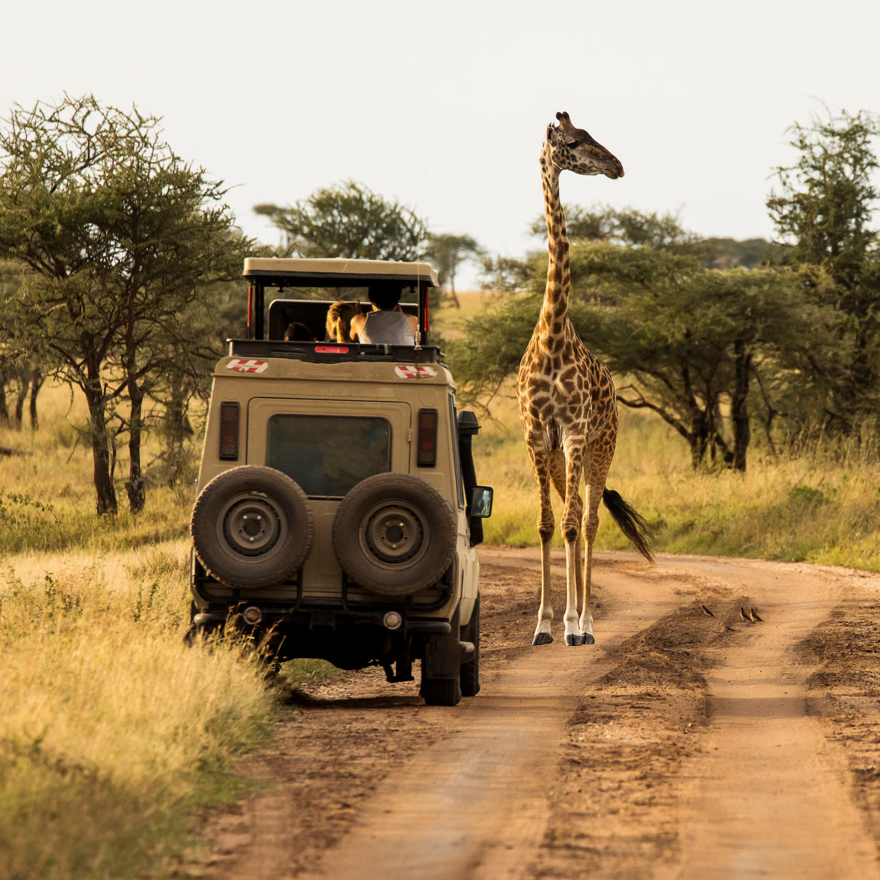 - Round Travel - Ζανζιβάρη & Σαφάρι Απρίλιος-Αύγουστος 2025